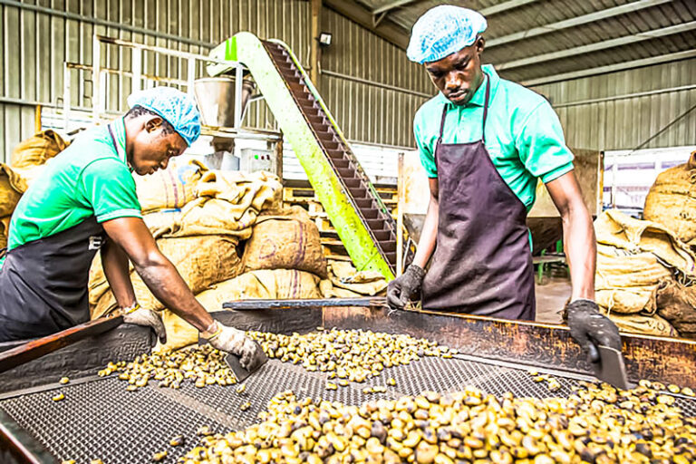 Transformation de l’anacarde : Les clés du succès agro-industriel de la ...